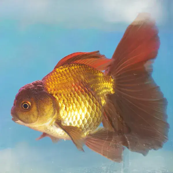 Chocolate Jelly Head Oranda