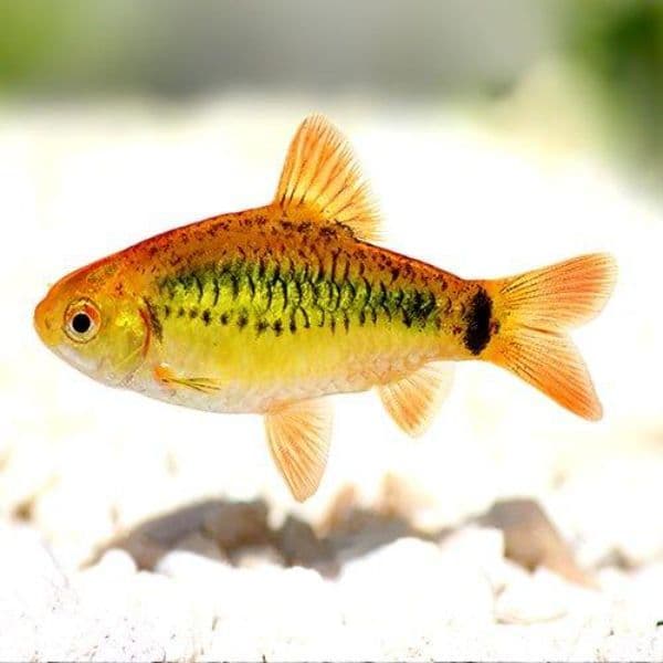Golden Barb 2-3cm