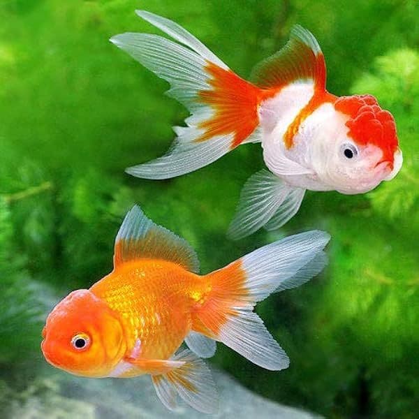 Mixed Oranda 8-12cm