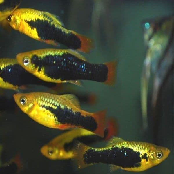 Neon Coral Tuxedo Variatus Platy 3-4cm
