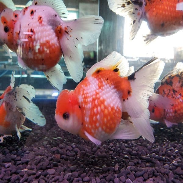 Pearl Scale Oranda 6-7cm