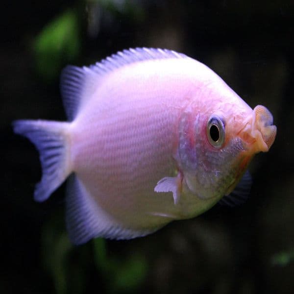 Pink Kissing Gourami 5-6cm