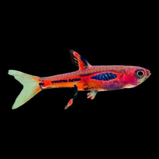 Tropical Fish