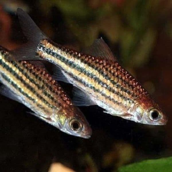 Striped Barb 5-6cm