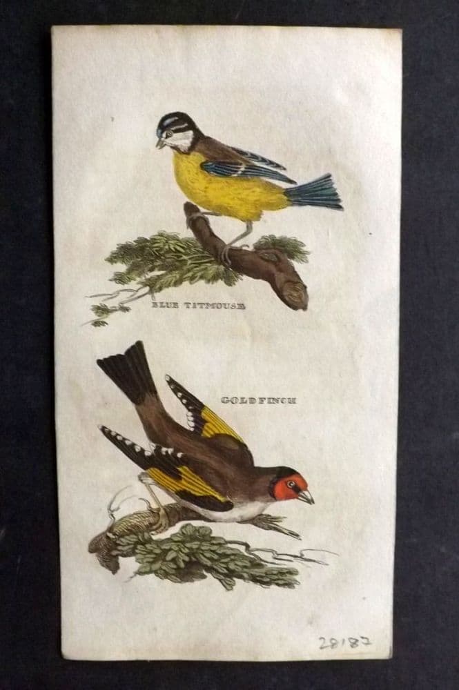 Brightly Pub 1815 Hand Col Bird Print Blue Titmouse Goldfinch