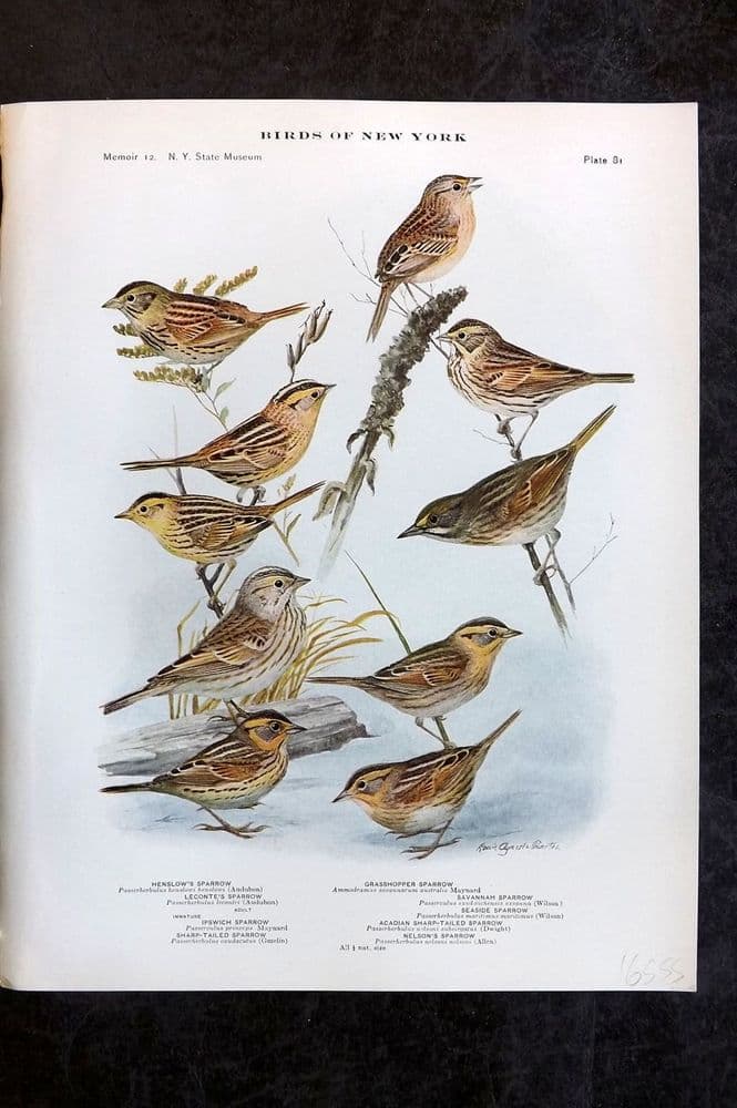 Eaton Birds New York 1914 Henslow s Grasshopper Leconte s Ipswich ...