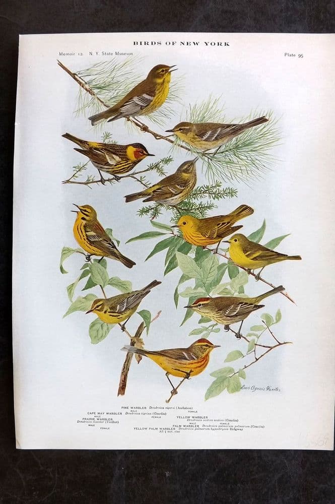 Eaton Birds of New York 1914 Pine Warbler Cape May Palm Prairie Warbler 95