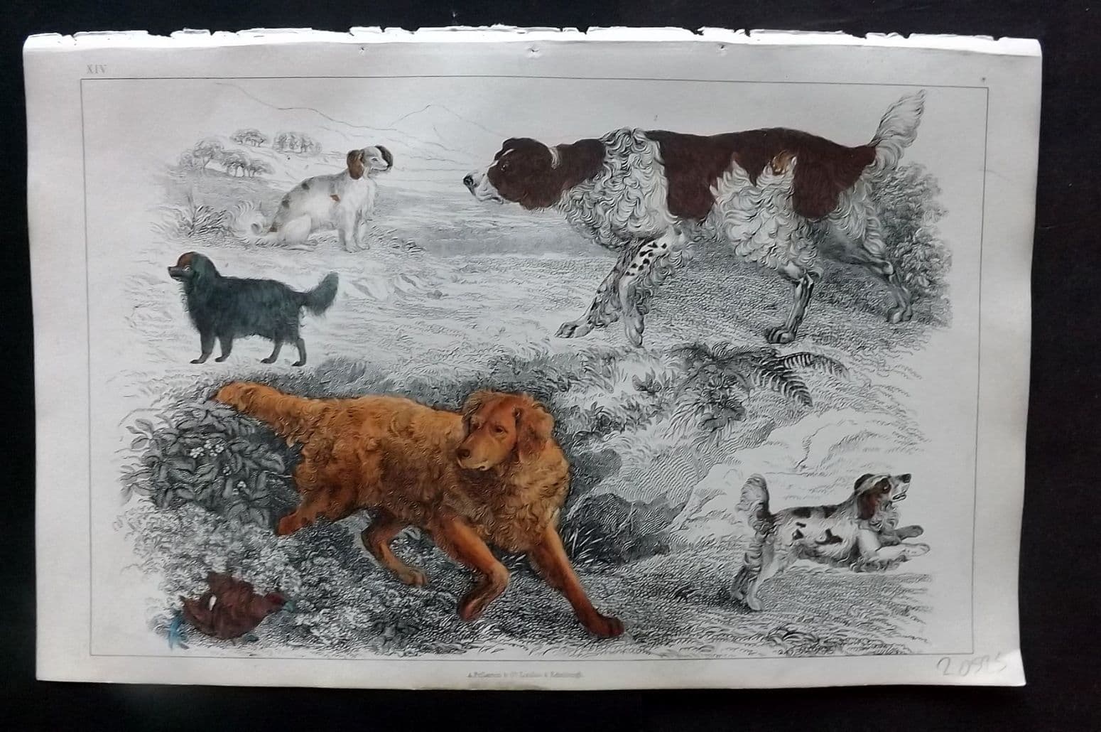 Goldsmith 1852 Hand Col Print English Setter Cocker King Charles Dogs 14