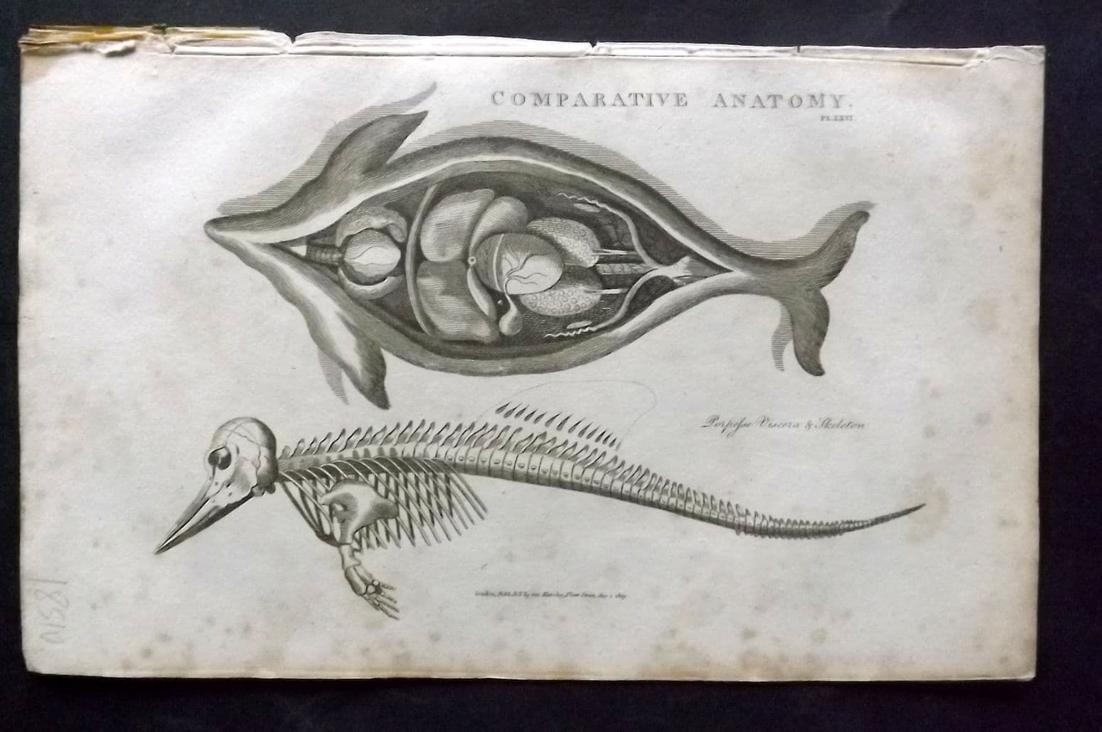 Good 1813 Antique Print Comparitive Anatomy Porpoise Viscera & Skeleton 66