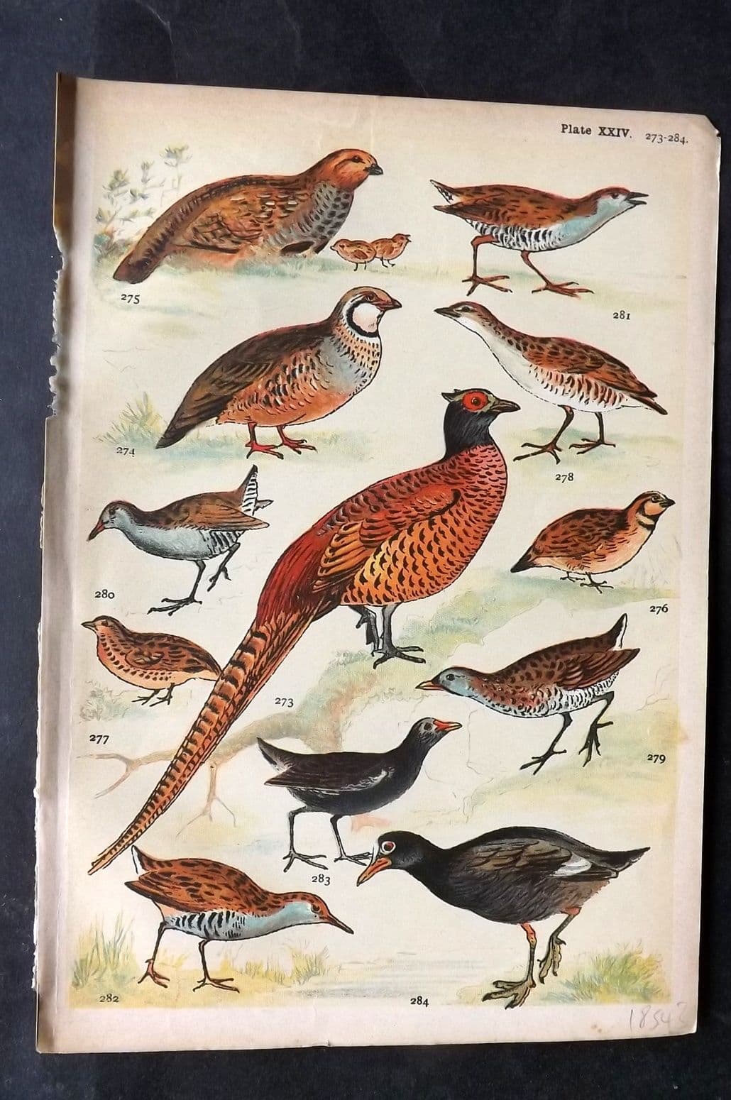 Gordon C1900 Bird Print Pheasant Partridge Quail Crake Rail Moorhen 24