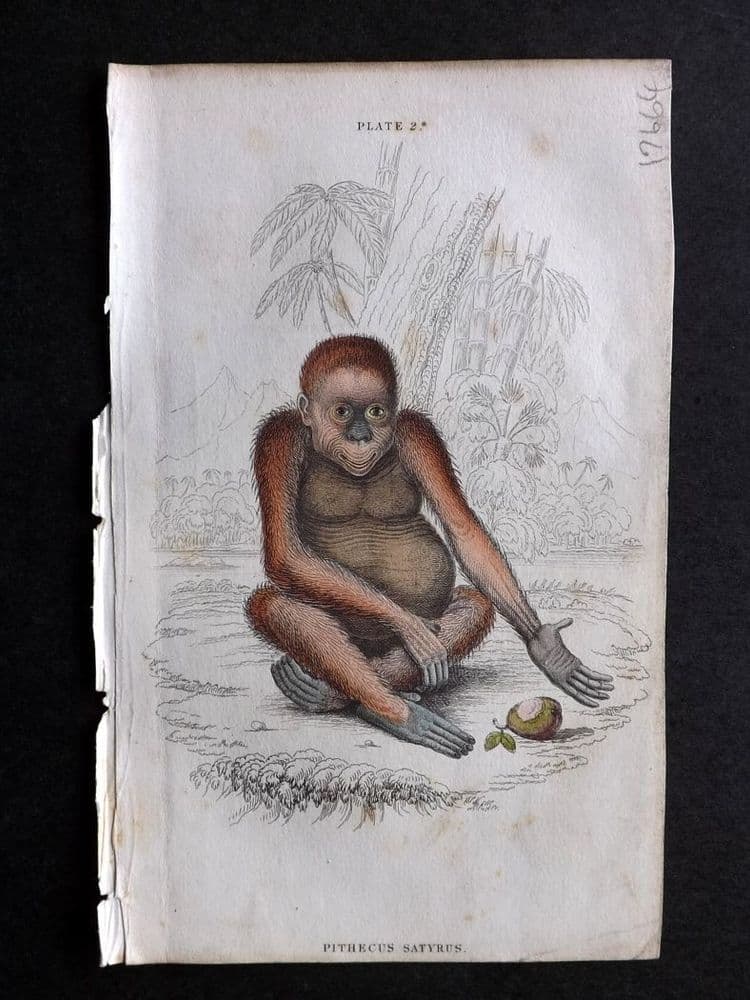 Jardine 1833 Hand Col Print Pithecus Satyrus