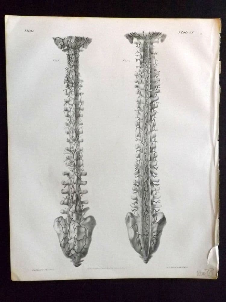 Jones Quain 1852 Anatomy Print Veins 38