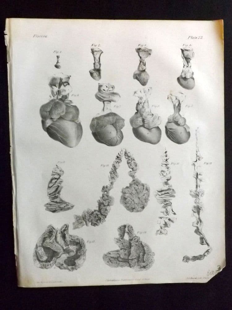 Jones Quain 1852 Anatomy Print Viscera 22