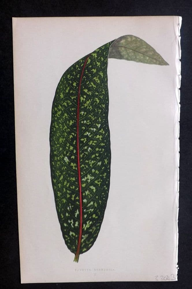 Lowe Beautiful Leaved Plants 1861 Botanical Print Pavetta Borbonica 05
