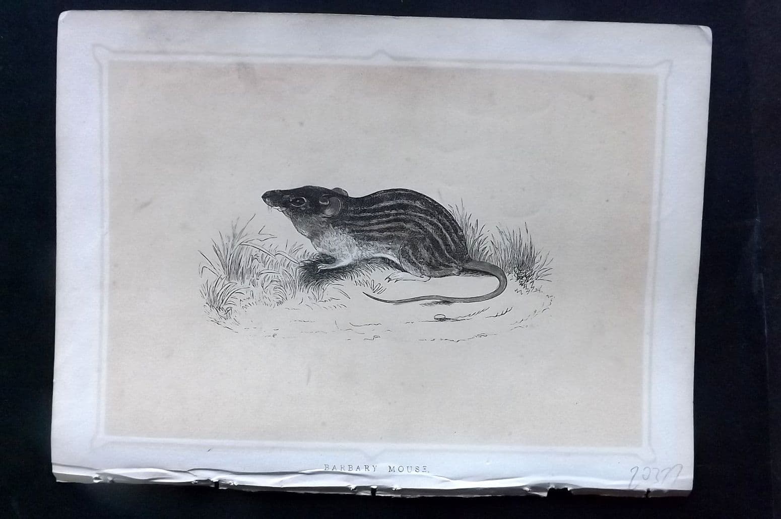 Morris 1852 Antique Print Barbary Mouse