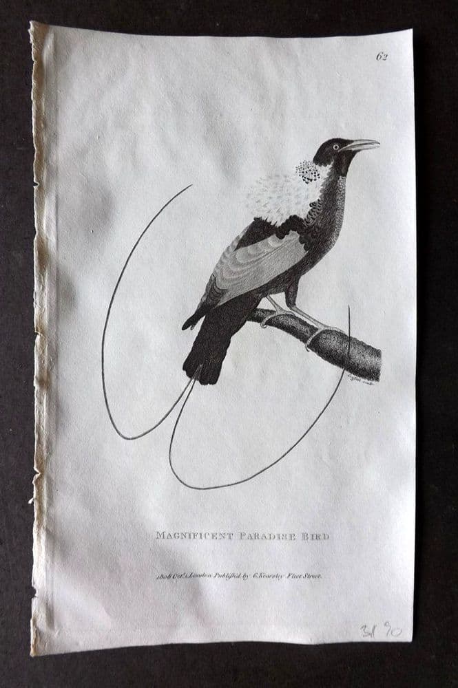 Shaw 1809 Antique Bird Print Magnificent Paradise Bird