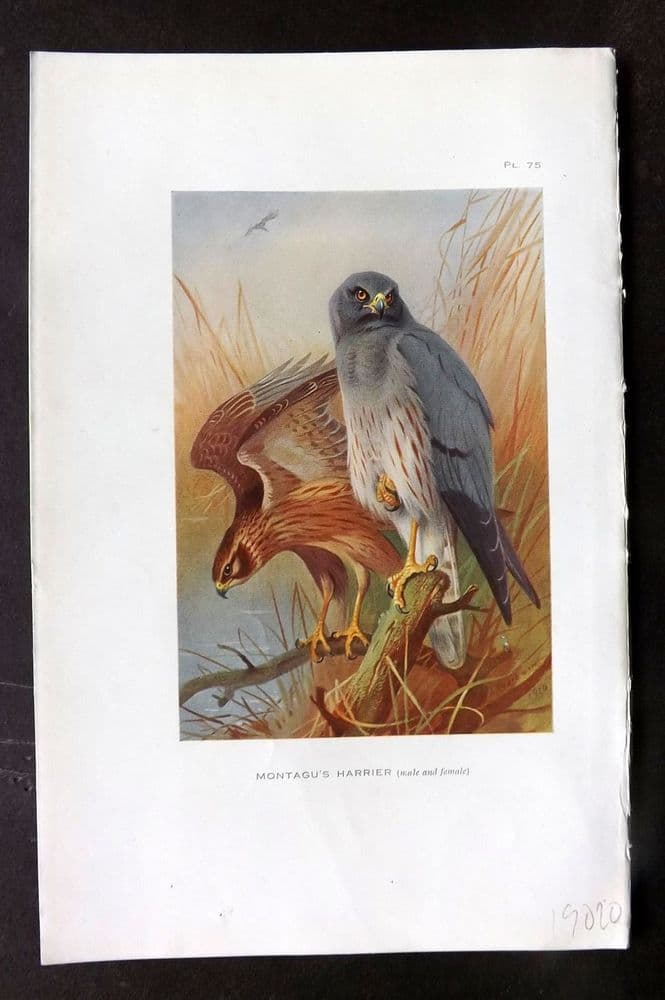 Thorburn 1926 Vintage Bird Print Montagu s Harrier 75