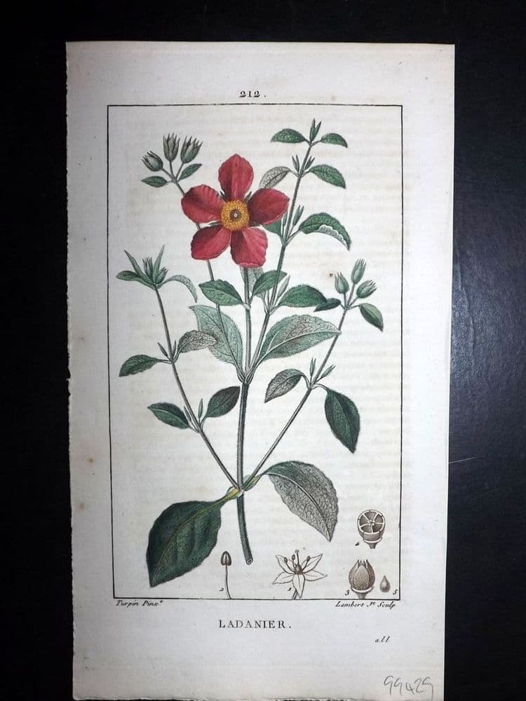 Turpin C1815 Antique Botanical Print Ladanier Gum Cistus 212