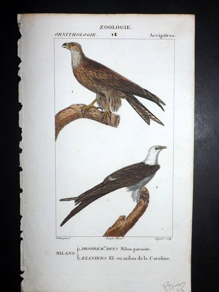 Turpin C1820 Hand Col Bird Print Kites 12