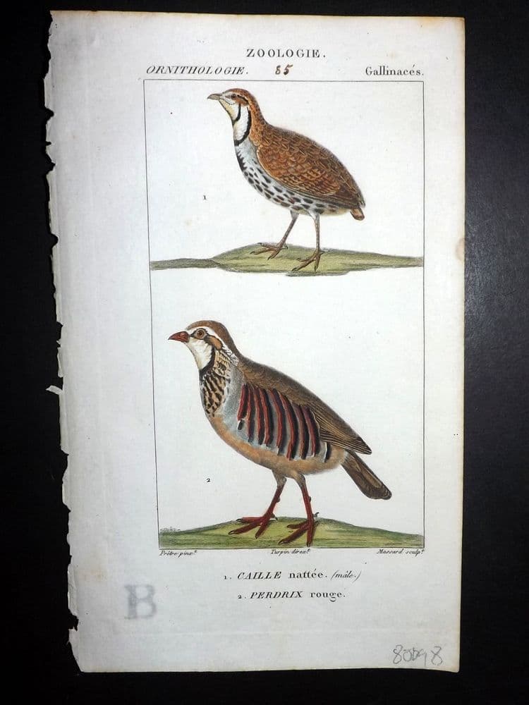 Turpin C1820 Hand Col Bird Print Rain Quail Red Legged Partridge 85