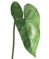 Cala Lily leaf