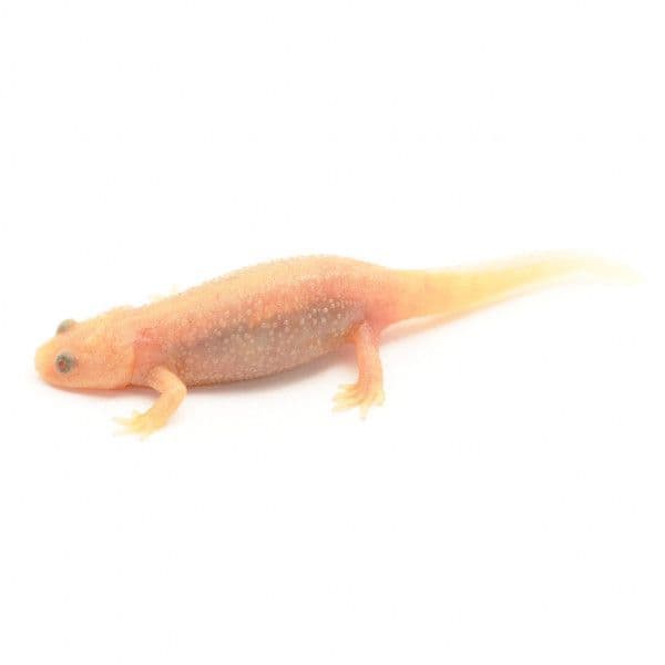 "Leucistic" Spanish Ribbed Newts