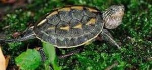 Baby Chinese Stripe Neck Turtles Mauremys sinensis