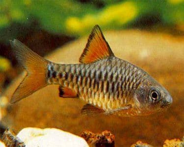 Checkered Barbs Pack of 4
