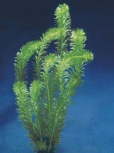 Egeria Densa Pack of 3