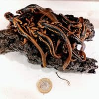 Emperor Newt Tylototriton Shanjing