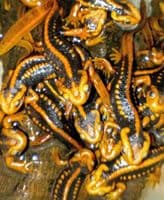 Emperor Newt Tylototriton Shanjing Pack of 10 SPECIAL OFFER