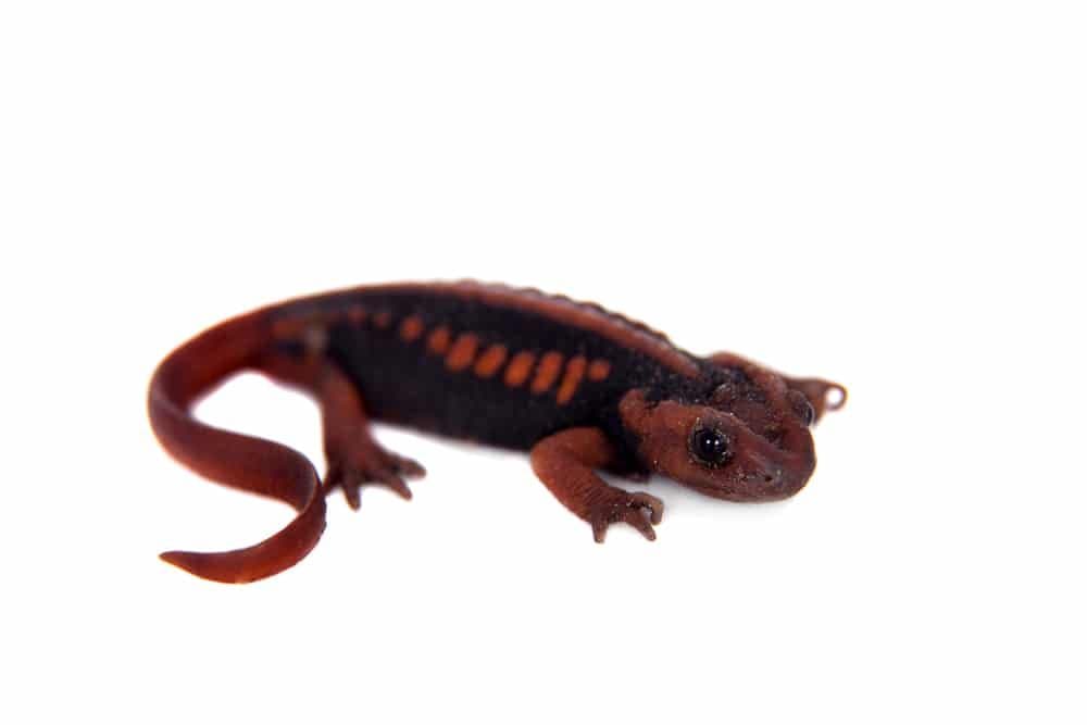 Emperor Newt Tylototriton Shanjing Pack of 10 SPECIAL OFFER