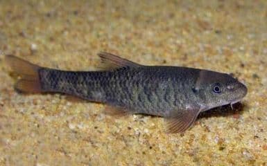 Tropical Fish & Plants