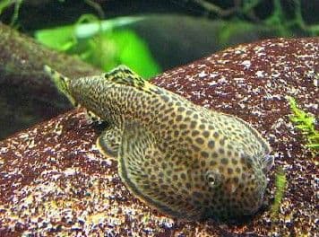 Hong Kong Plec Pack of 2