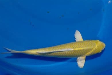 Ogon Koi Carp Metallic Lemon Yellow Pack of 3 8-10cm