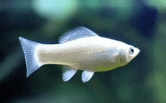 Silver Mollies Pack of 4