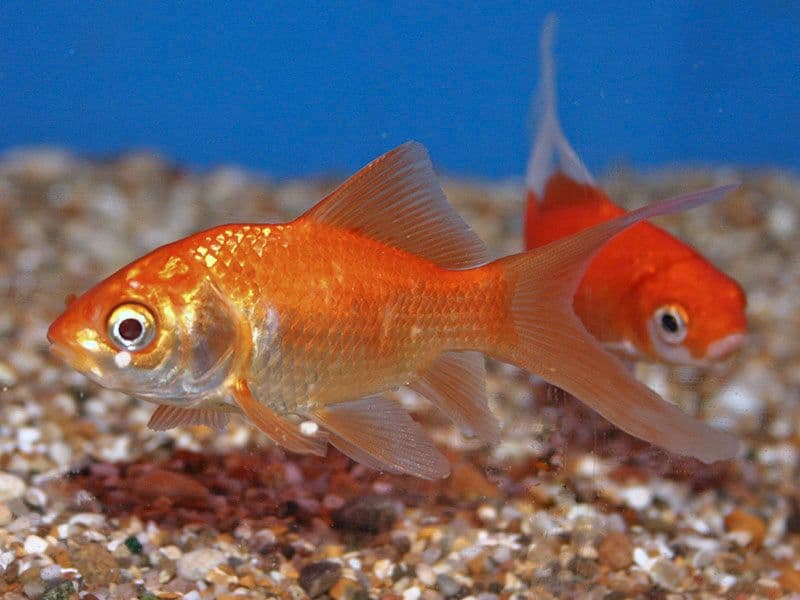 Small Goldfish Pack of 4
