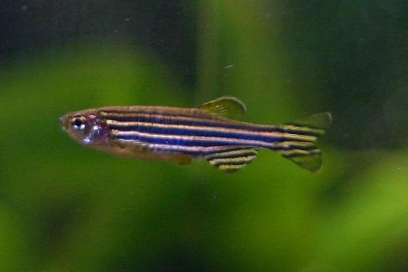 Zebra Danio Pack of 5