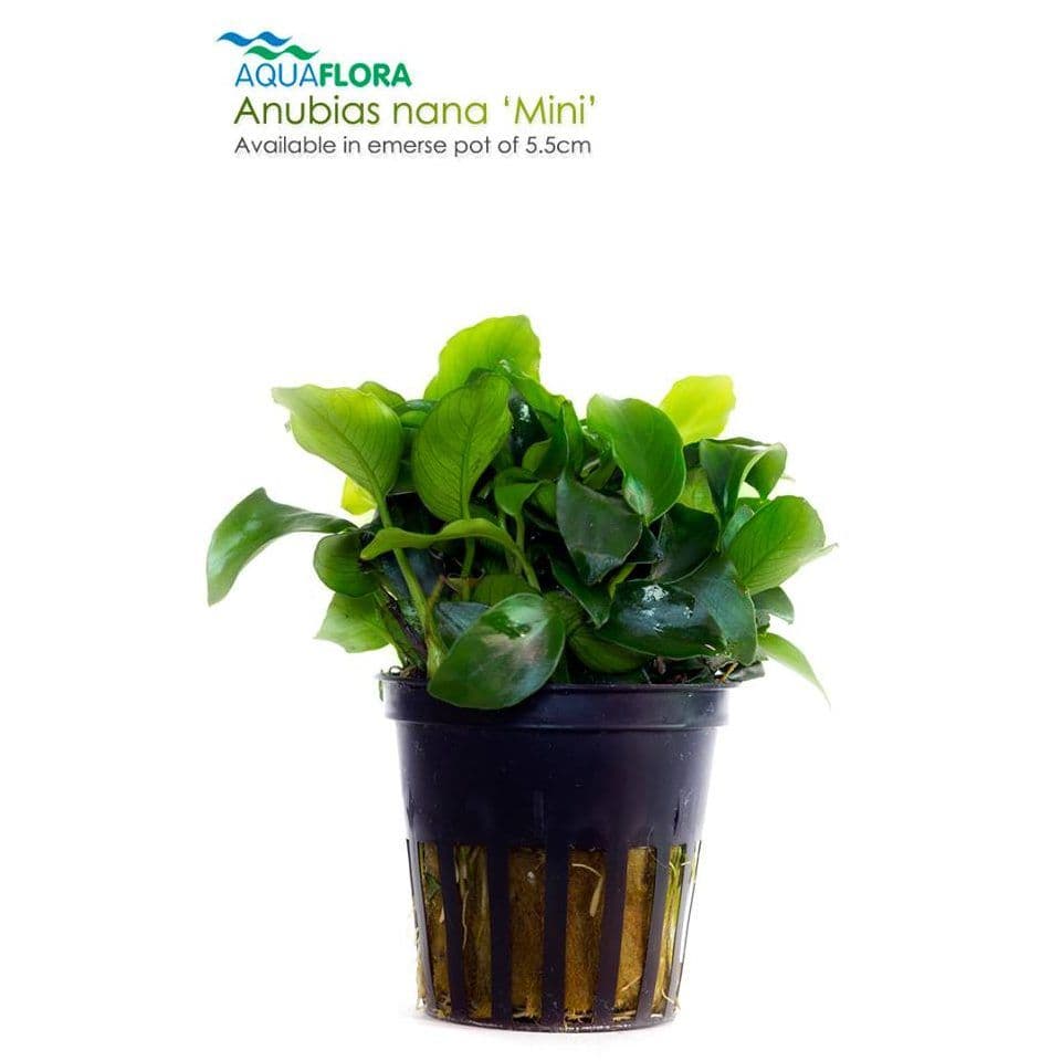Anubias Nana Mini- Aquarium Gardens