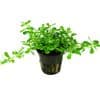 Bacopa Compact