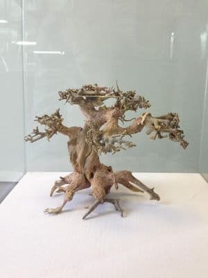 Aquarium Driftwood - Manzanita Wood, Sumatra Wood, Redmoor Wood ...