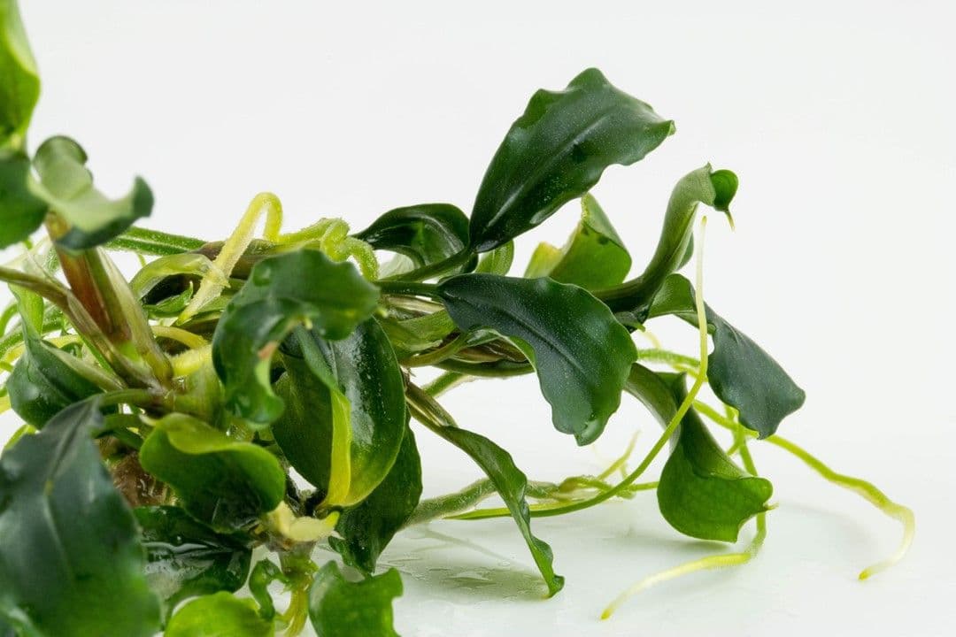 Bucephalandra pygmaea Bukit Kelam - Tropica 1-2 Grow