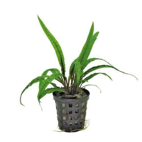 Cryptocoryne Balansae - Aquarium Gardens