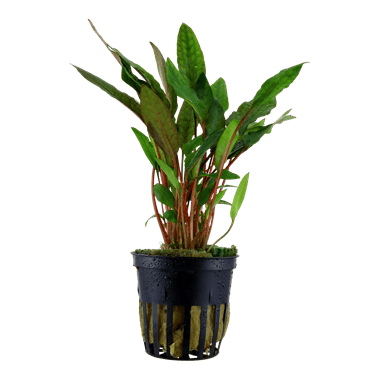 Cryptocoryne Beckettii Petchi