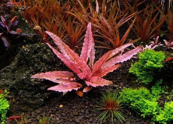 Cryptocoryne Flamingo Tissue Culture