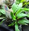 Cryptocoryne Walkeri - Aquarium Gardens