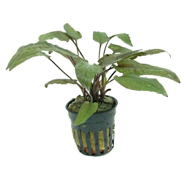 Cryptocoryne Walkeri - Aquarium Gardens