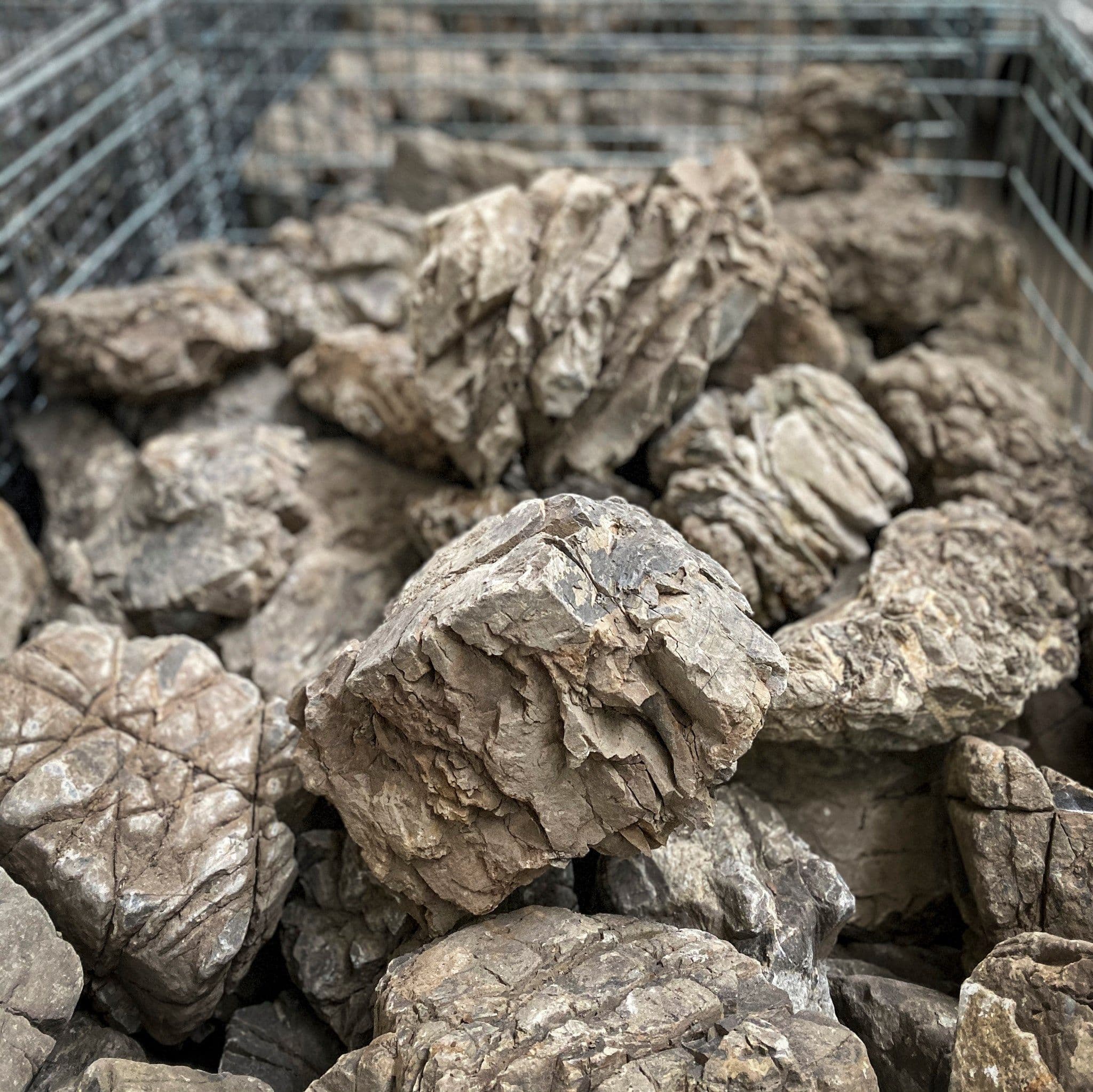 Elderly Stone per KG