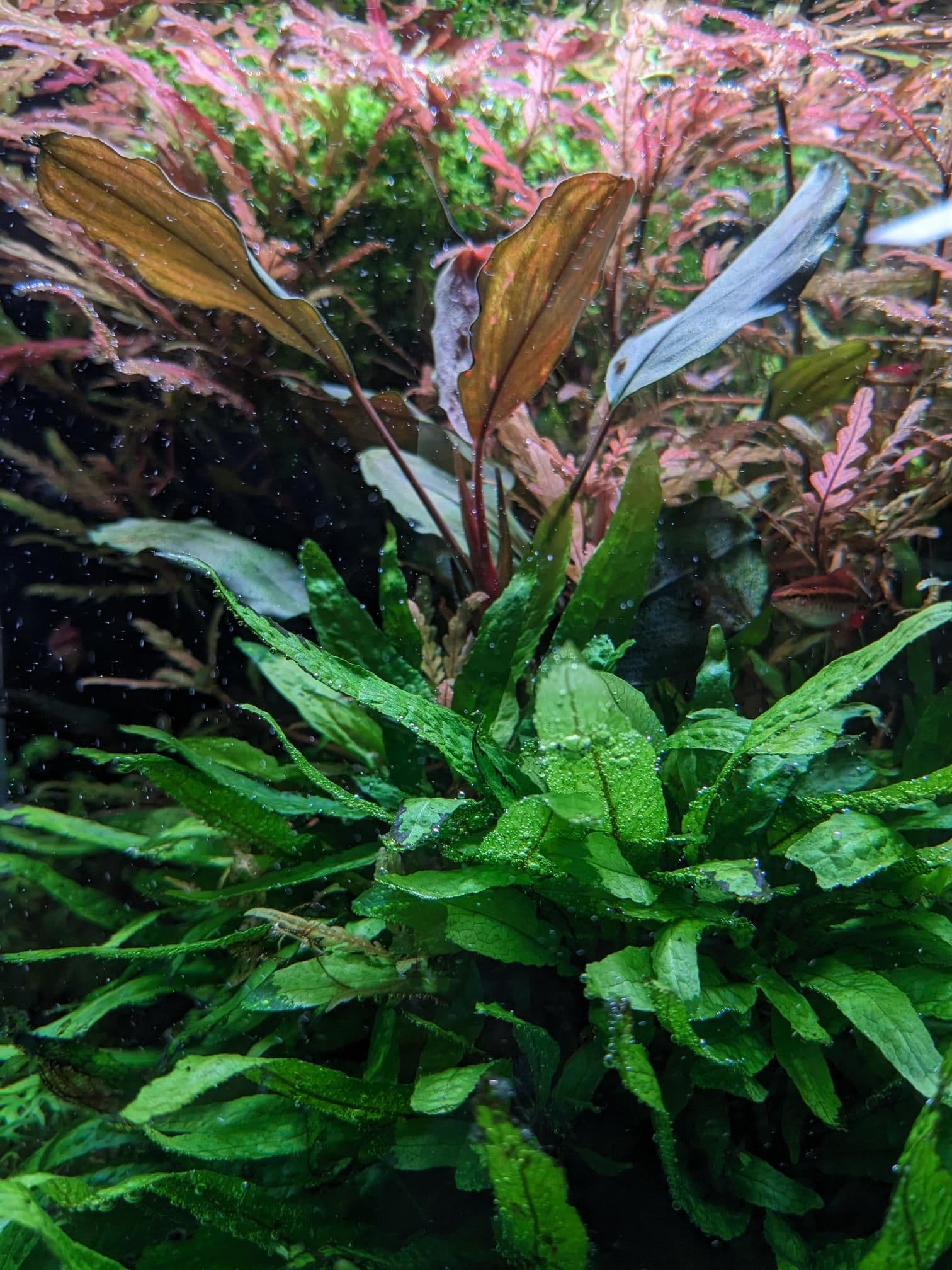 Epiphyte Plant Collection - SMALL