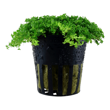 Hemianthus Callitrichoides 'Cuba' | Aquarium Gardens Plants